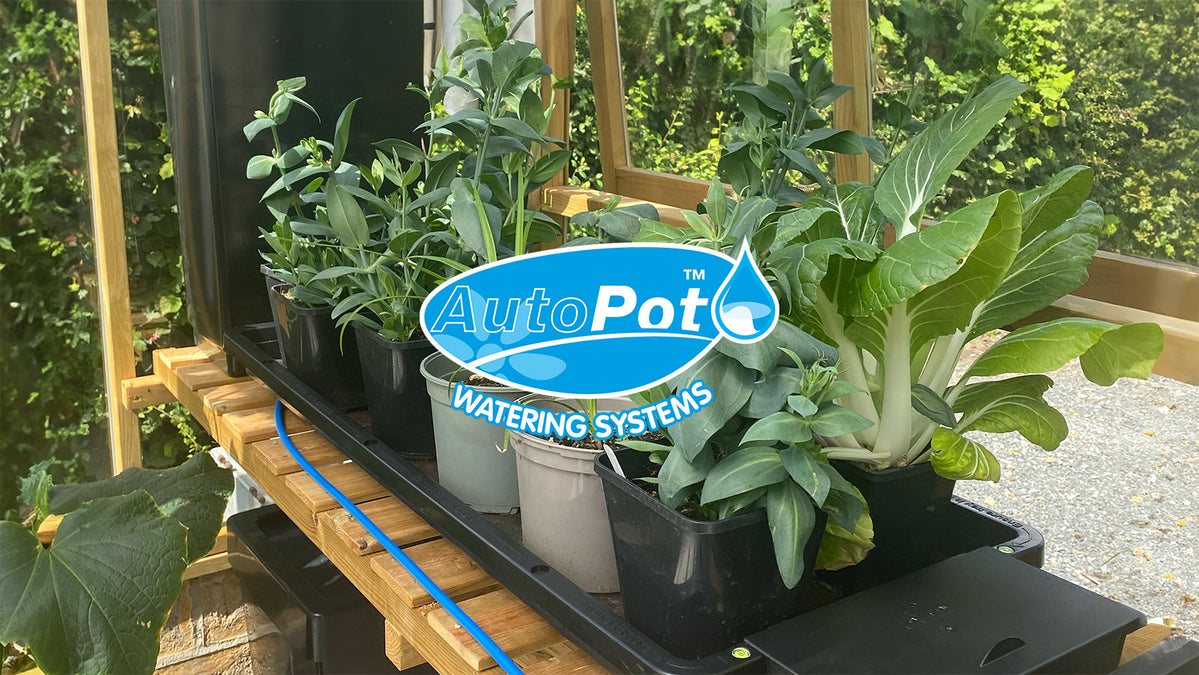 Introducing AutoPot: Revolutionise Your Greenhouse — Easy Garden Irrigation