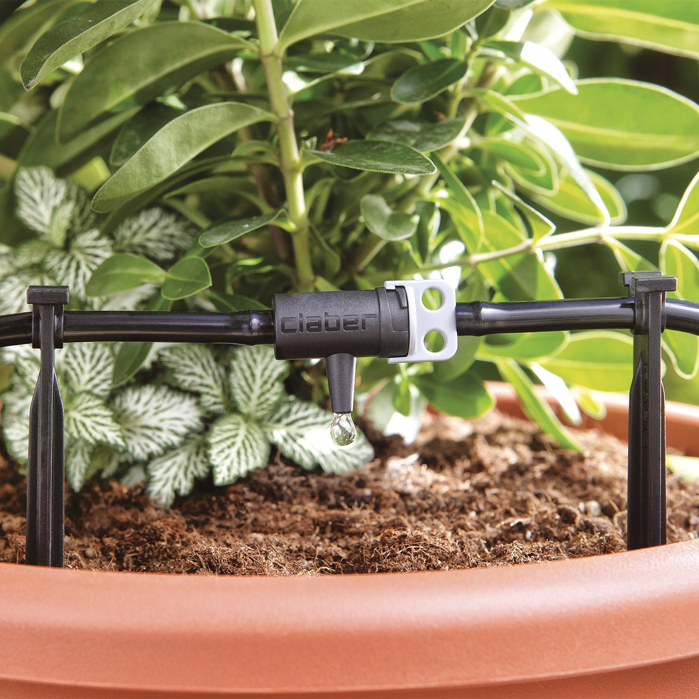 Claber Oasis Drippers (5 Pack) - 8059 — Easy Garden Irrigation